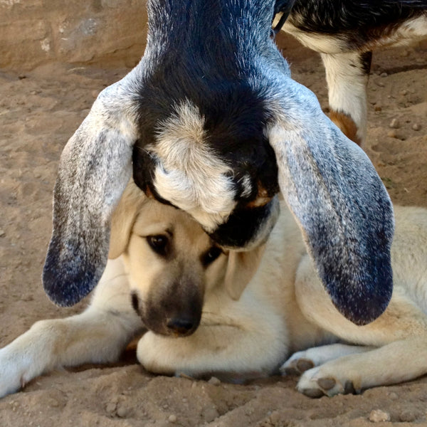 EXPLORE THE FARM - The Simple Farm